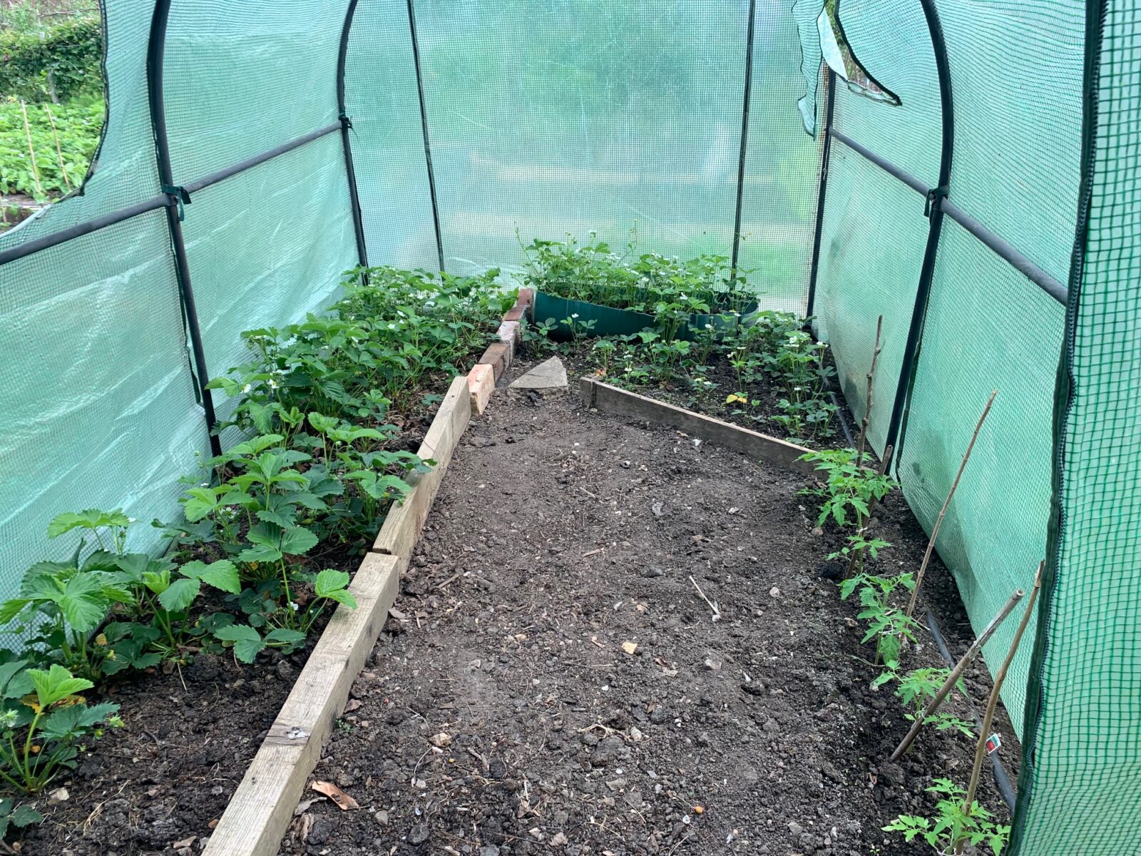 Thinking about a polytunnel on your plot? - Chesham Allotments